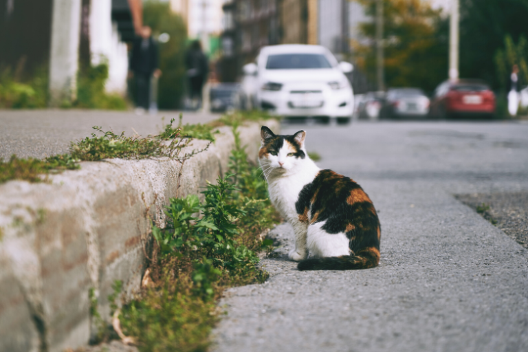 El gato polaco es la atracción turística mejor valorada en Google Maps